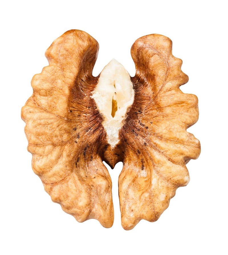 Okkernoot stock afbeelding. Image of naughty, schelp, dieet - 7735895