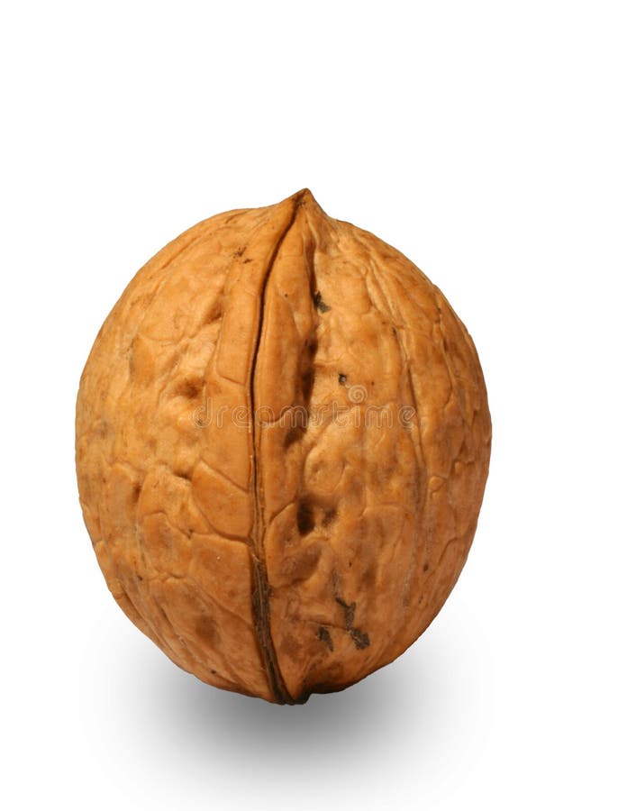 Okkernoot Picture. Image: 4141354