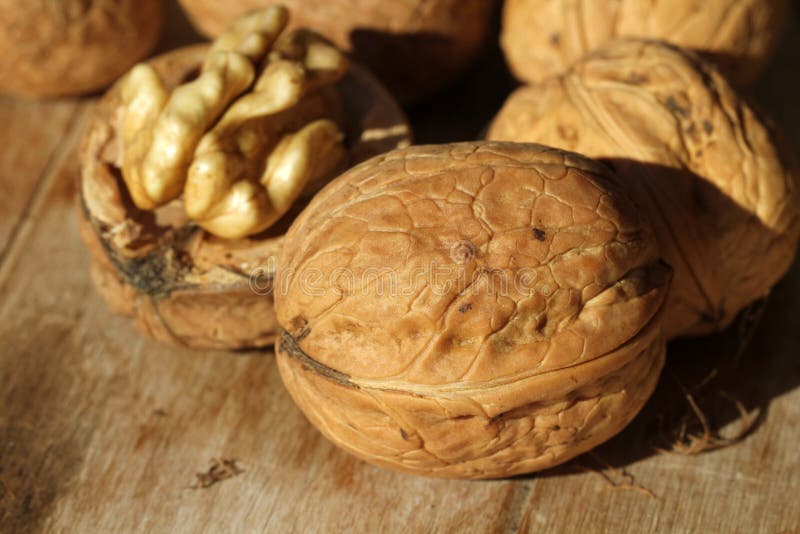 Okkernoot stock afbeelding. Image of schelp, noot, zaad - 45213789