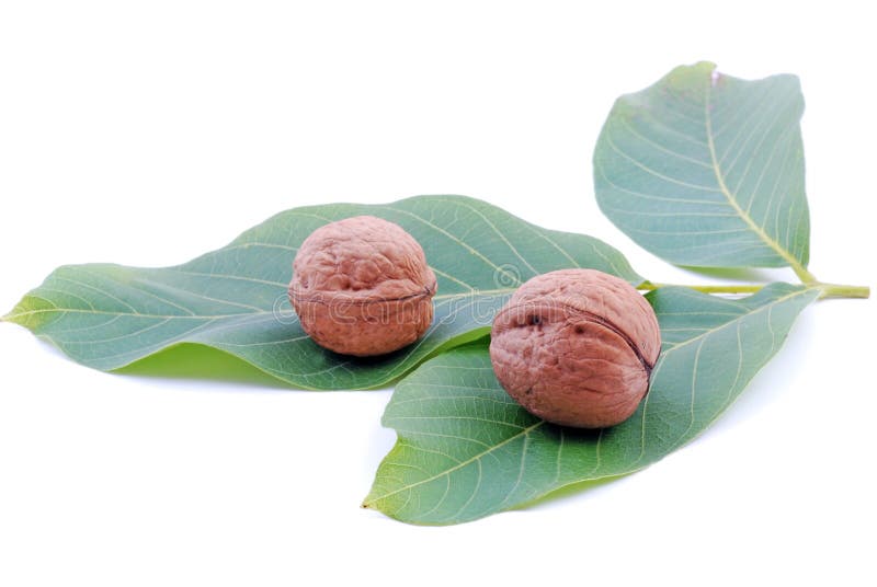 Okkernoot stock foto. Image of vrucht, bruin, schelp, najaar - 6484860