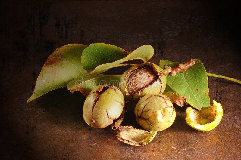 Okkernoot stock foto. Image of okkernoot, eten, bruin - 6502630