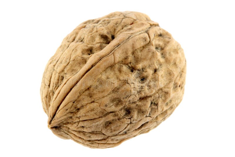 Walnoot stock afbeelding. Image of geïsoleerd, okkernoot - 7232771