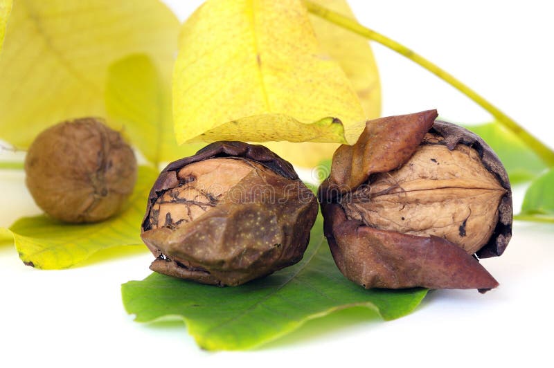 Okkernoot met blad stock foto. Image of snack, droog - 16923842