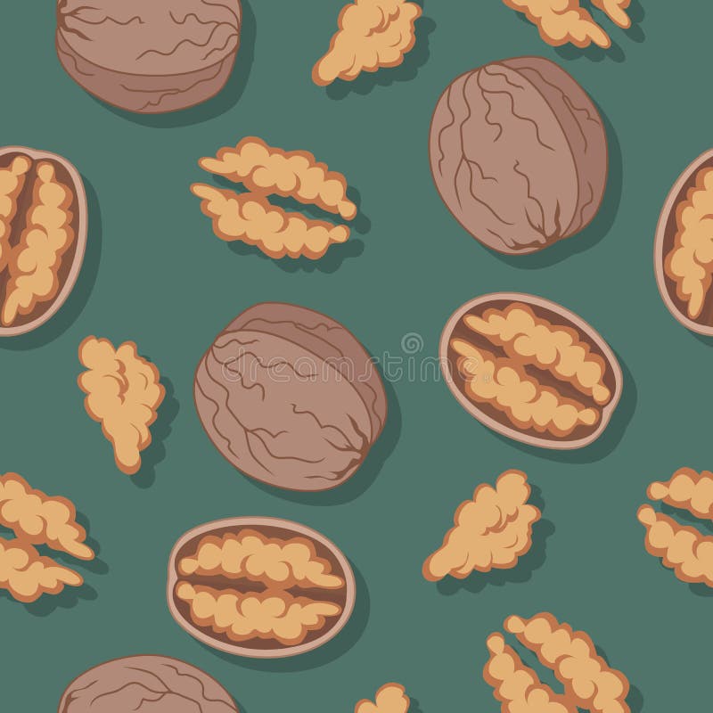 Okkernootpitten Stock Illustrations, Vectors, & Clipart – (10 Stock ...