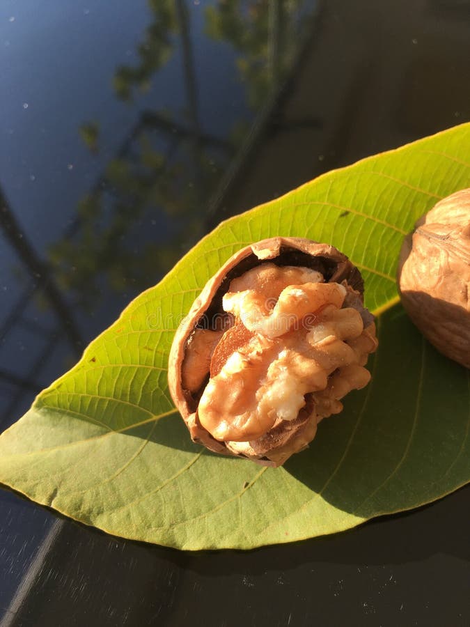 Okkernoot, nootinstallatie stock afbeelding. Image of gebroken - 102511433