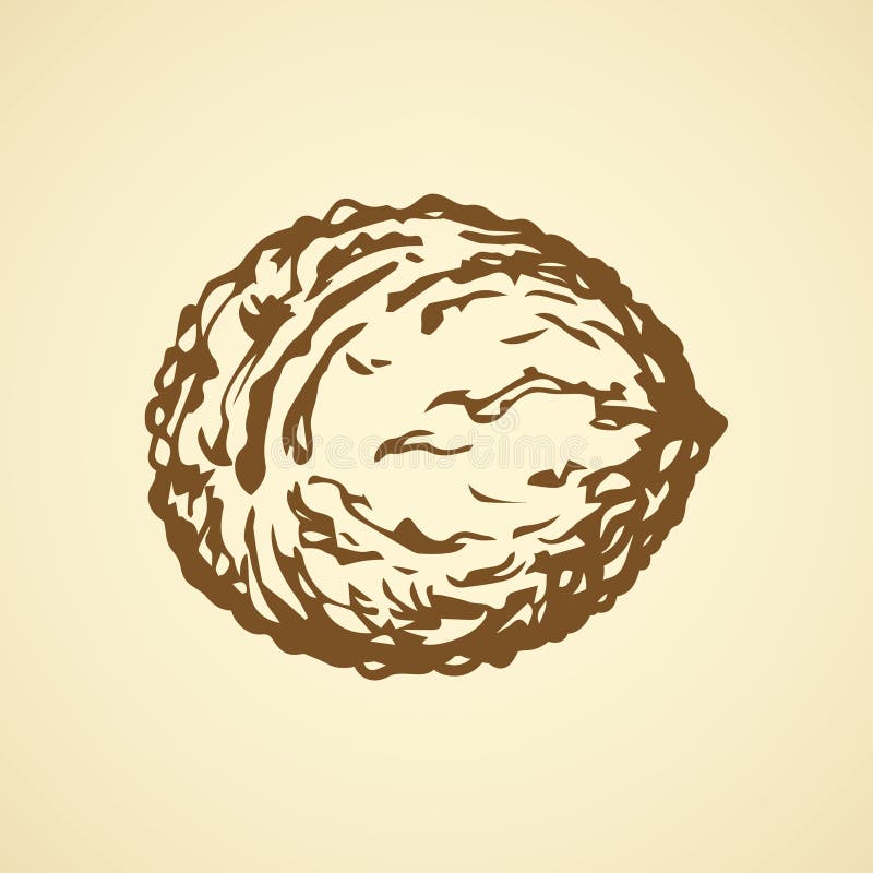 Walnoot. Vectortekenning vector illustratie. Illustration of najaar ...