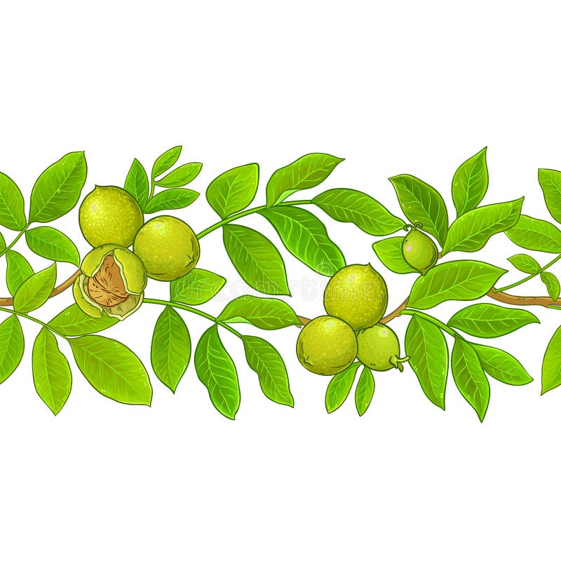 Okkernoot vectorpatroon vector illustratie. Illustration of heerlijk ...