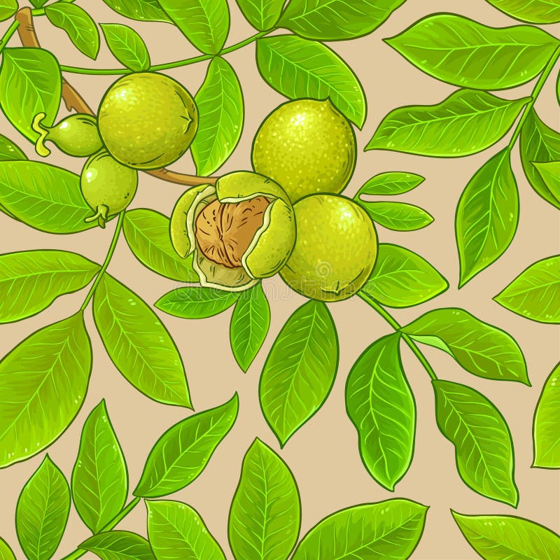 Okkernoot vectorpatroon vector illustratie. Illustration of heerlijk ...