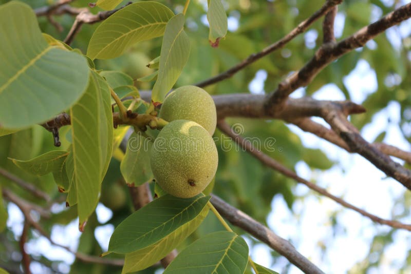 Okkernootboom Juglans Regia Met Groen Fruit Die Beginnen Te Rijpen ...