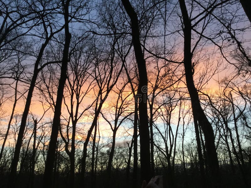 Oklahoma Forest Sunset immagine stock. Immagine di aperto - 103141783