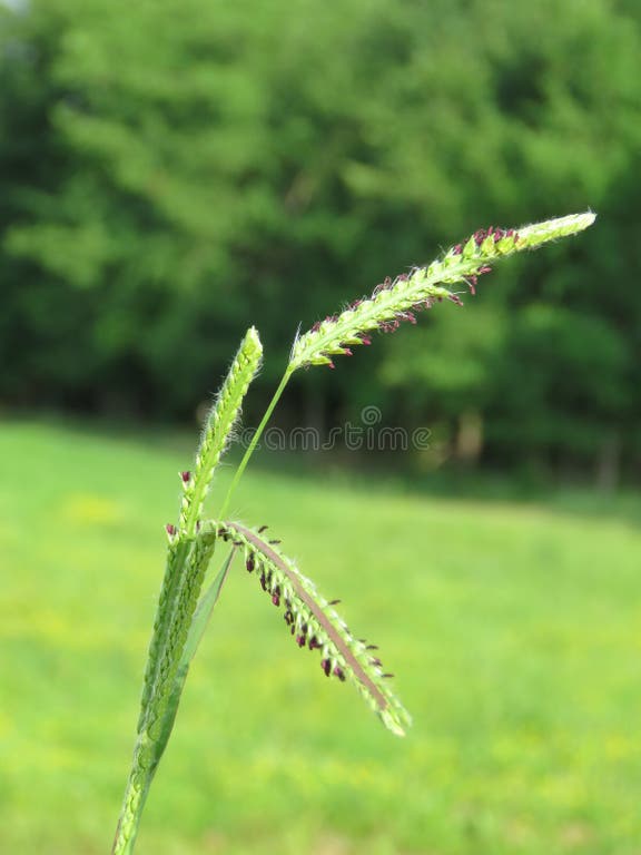 Oklahoma Grass Seed Head, Tumble Windmill Grass Stock Image - Image of ...