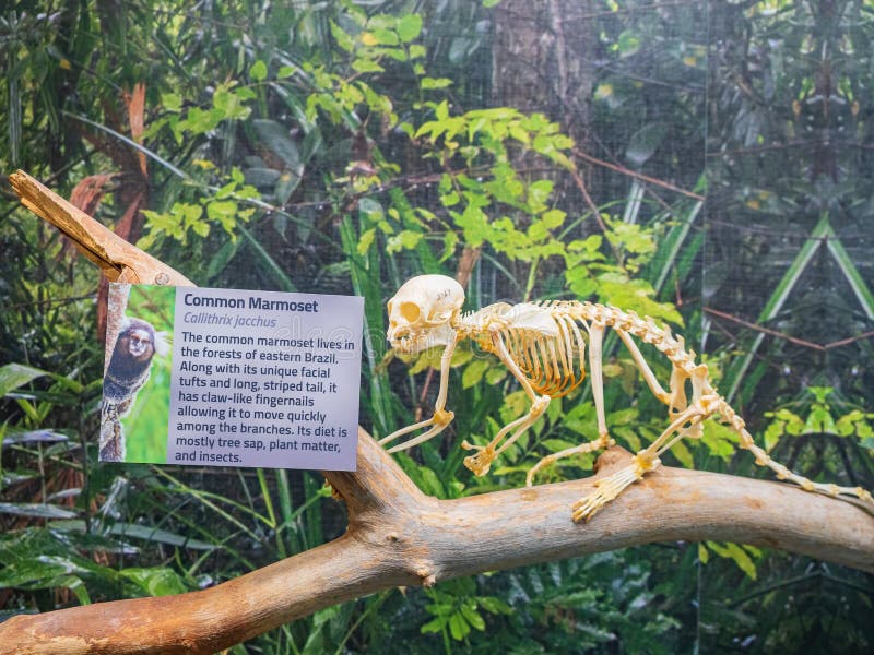 Close Up Shot of the Monkey Bone in the Museum of Osteology Editorial ...