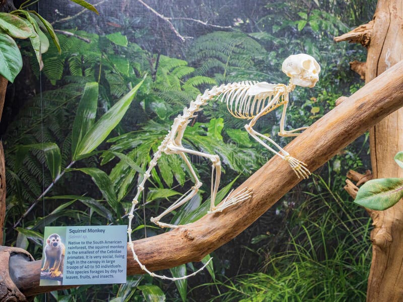 Close Up Shot of the Monkey Bone in the Museum of Osteology Editorial ...