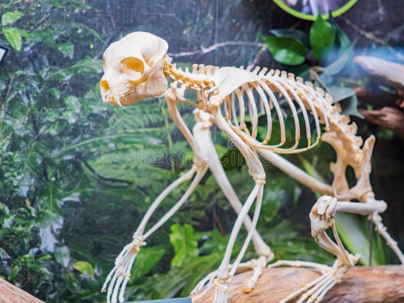 Close Up Shot of the Monkey Bone in the Museum of Osteology Editorial ...