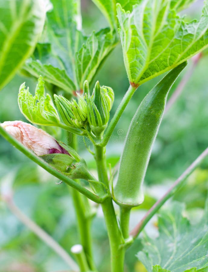 Okra Leaves
