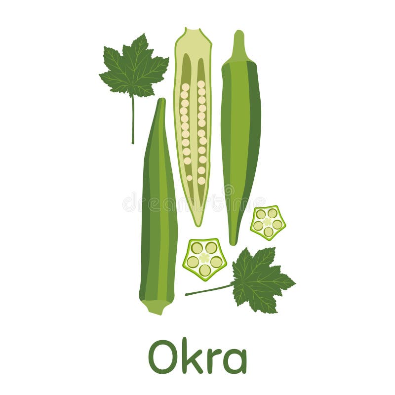 Okra, Ochro, Ladies Fingers. Illustration Stock Vector - Illustration ...