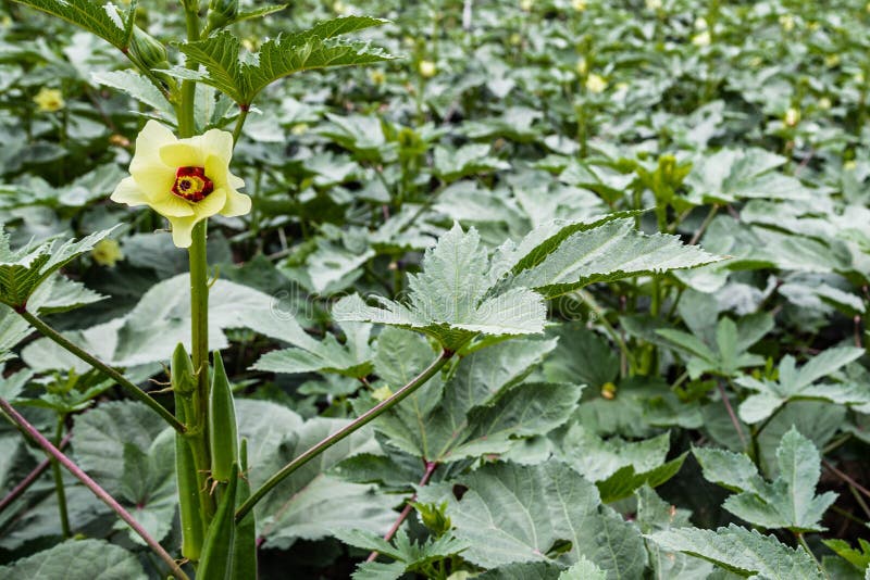Okra plant on field stock image. Image of fields, delta - 101453205