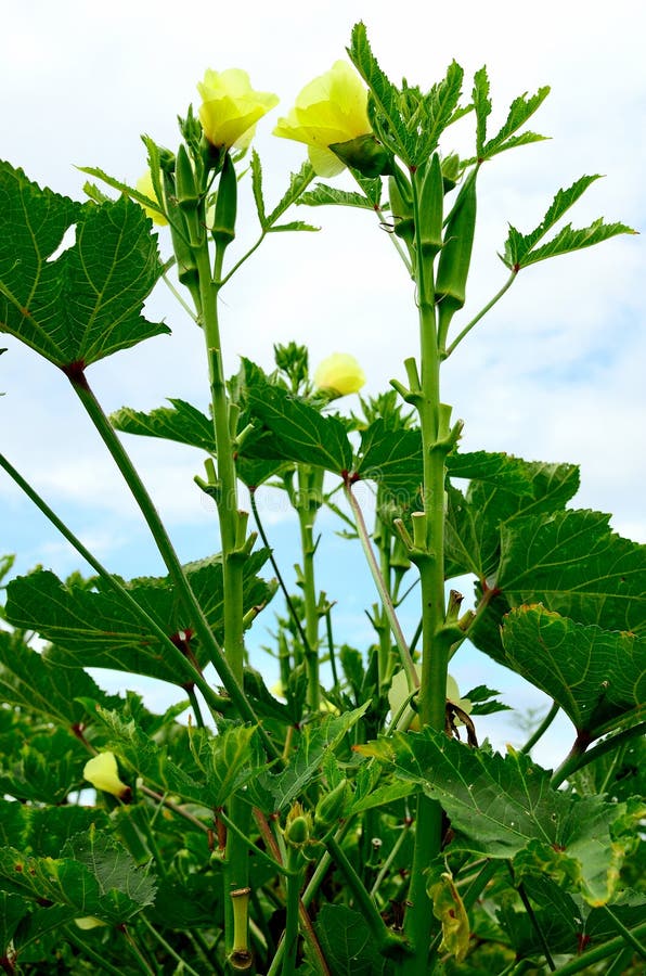 Okra field stock image. Image of plant, pods, cooking - 63765775