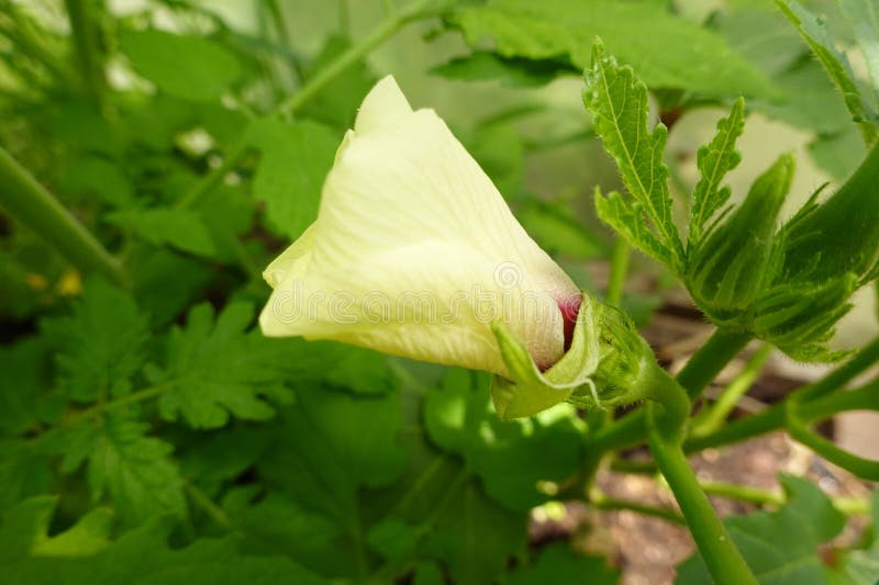 Okra Flower Macro. Growing Okra in the Vegetable Garden Stock Image ...