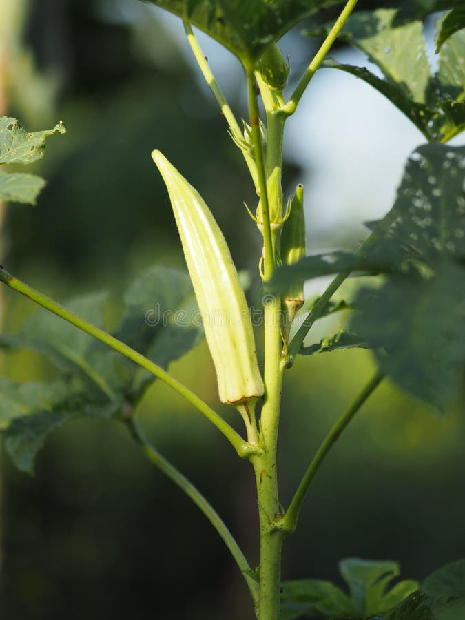 Closeup Okra Green Vegetable in Garden Stock Image - Image of branch ...