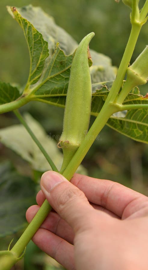 Okra, Lady s Finger stock photo. Image of abelmoschus - 67137364