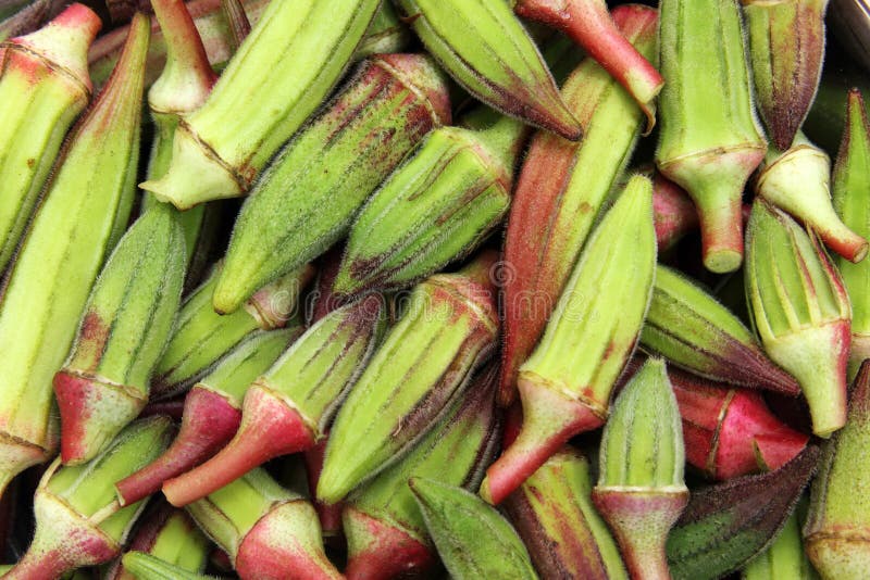 Okra stock image. Image of healthy, gardening, finger - 73684861