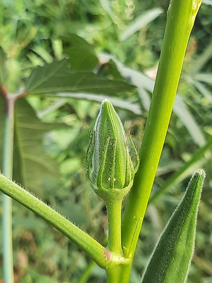 Okra or Okro or Ochro or Lady Finger Bud Stock Image - Image of okro ...