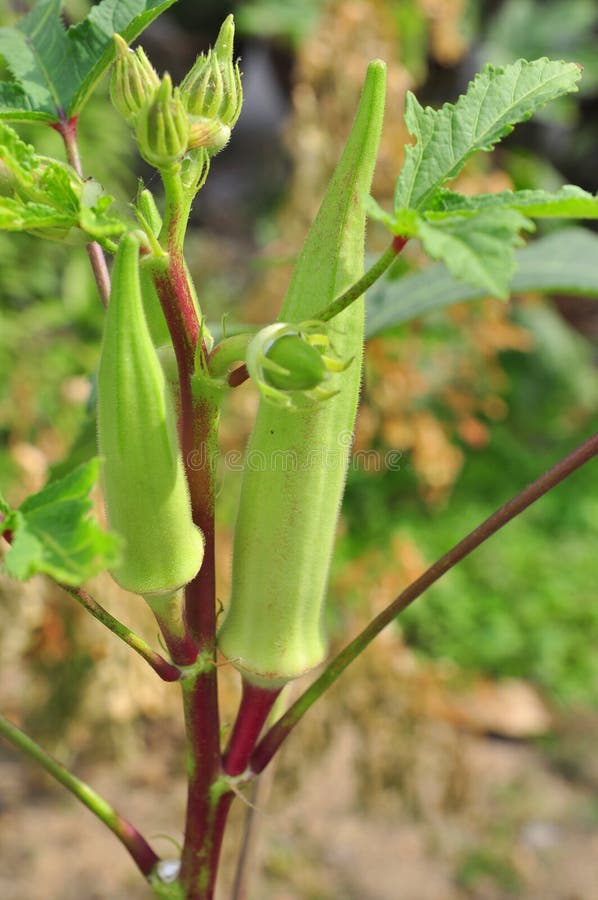 Okra or Okro Plant and Fruit Stock Image - Image of abelmoschus ...