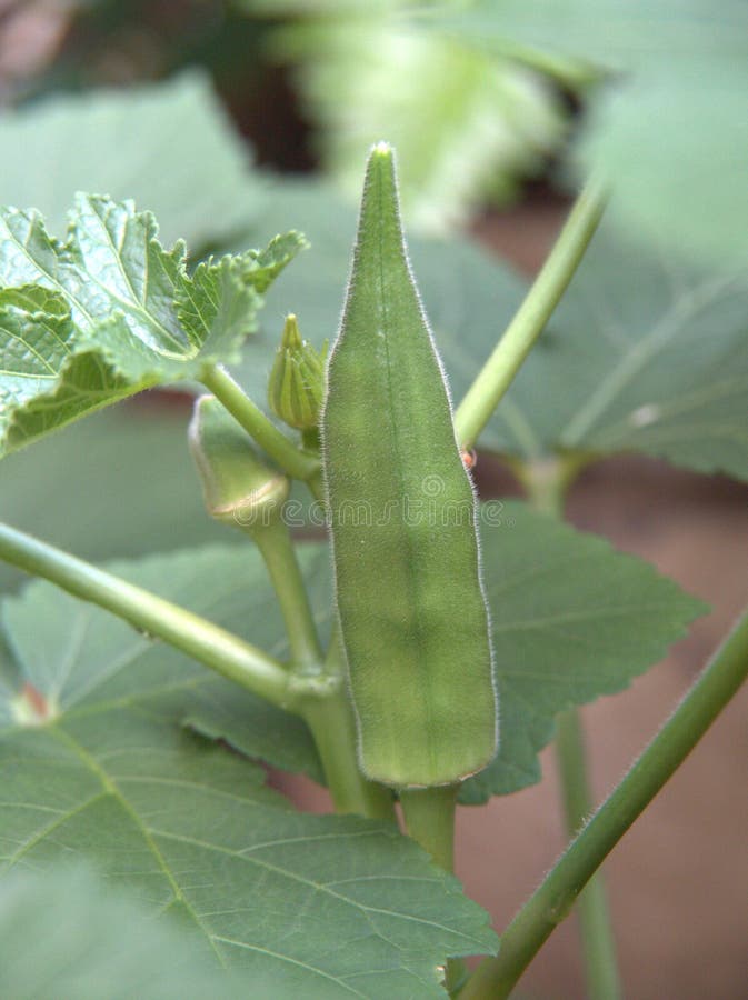 Okra plant stock image. Image of young, food, small, green - 55230203