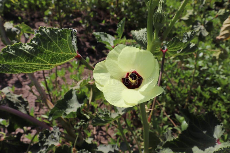 Okra Plant Flower in the Field Stock Photo - Image of produce, leaf ...