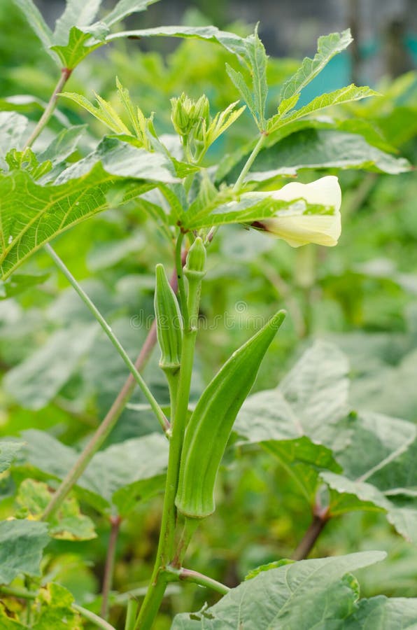 Okra plant stock photo. Image of nutrition, okra, leaf - 43156954