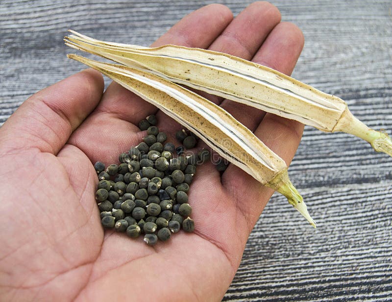 Okra Seeds, Okra Produce Seed, Okra Seed for Sowing, Stock Photo ...
