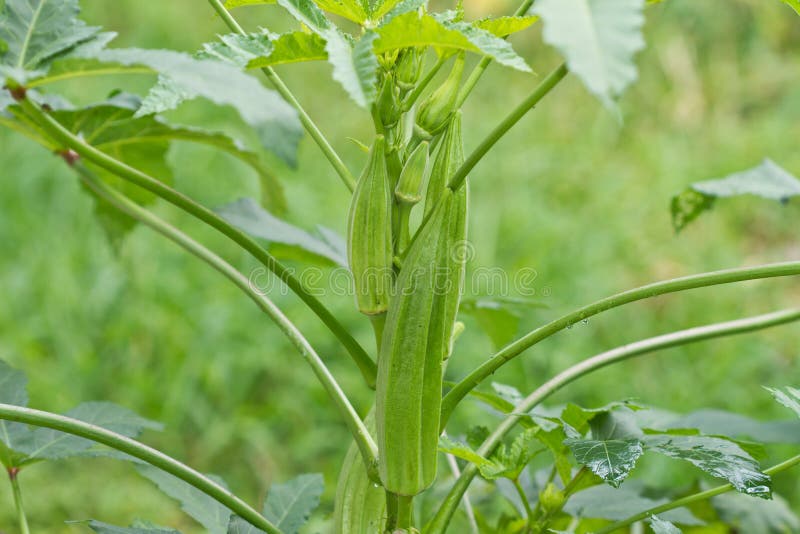 Okra on tree stock image. Image of vegetable, tree, fresh - 26307773