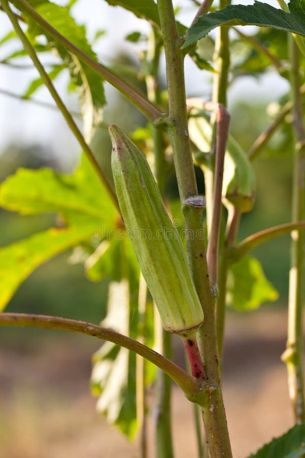 Okra on tree stock image. Image of pods, leaves, food - 22212771
