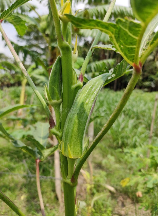Okra on a tree stock image. Image of farm, closed, background - 184753767