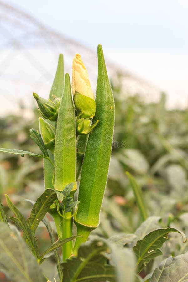Okra stock image. Image of okra, vegetable, green, seeds - 34571697