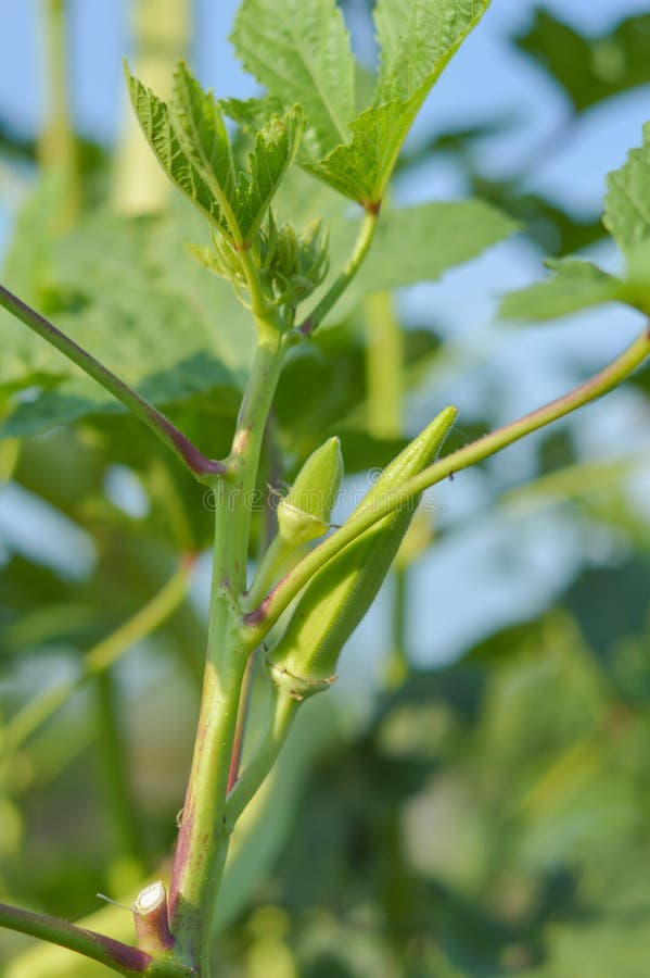 Okra tree stock photo. Image of vegetable, vegetarian - 61829848