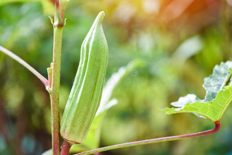 Okra on Tree Growing in the Farm, Lady Fingers Vegetable Stock Image ...