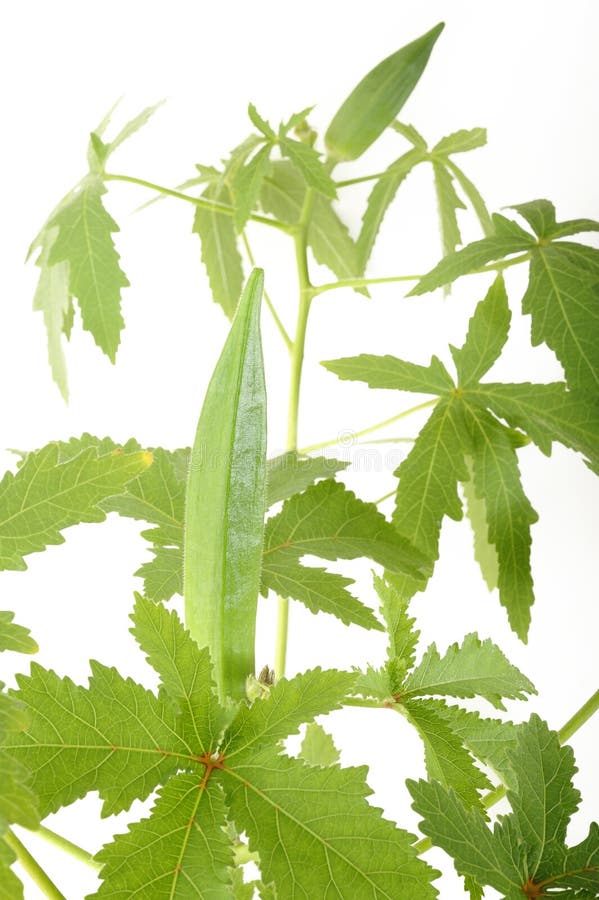 Okra on tree stock image. Image of green, plant, vegetable - 22212771