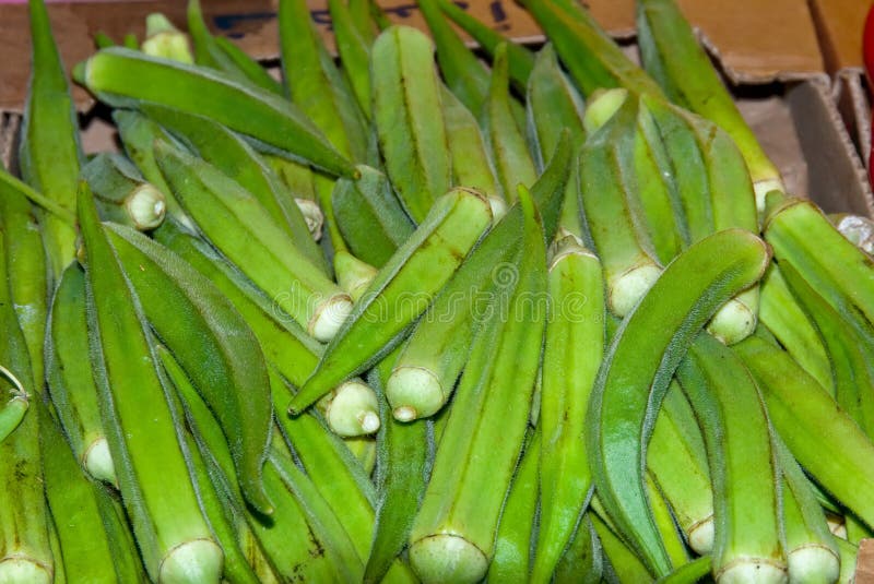 Okra Vegetable stock image. Image of arab, okra, fresh - 10315191