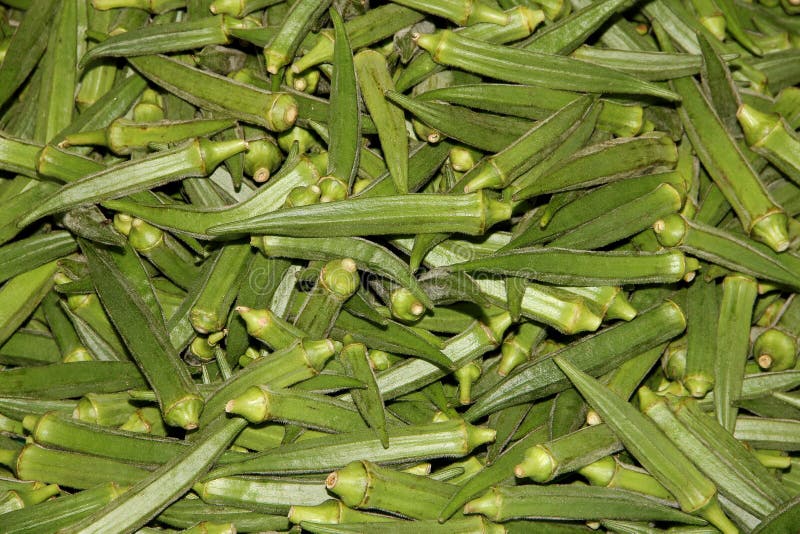 Okra vegetable stock photo. Image of fresh, food, green - 30210822