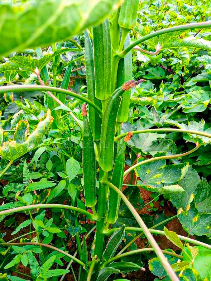 Okra Okra Vegetable Food Tasteless Crispy Stock Photo - Image of fruit ...