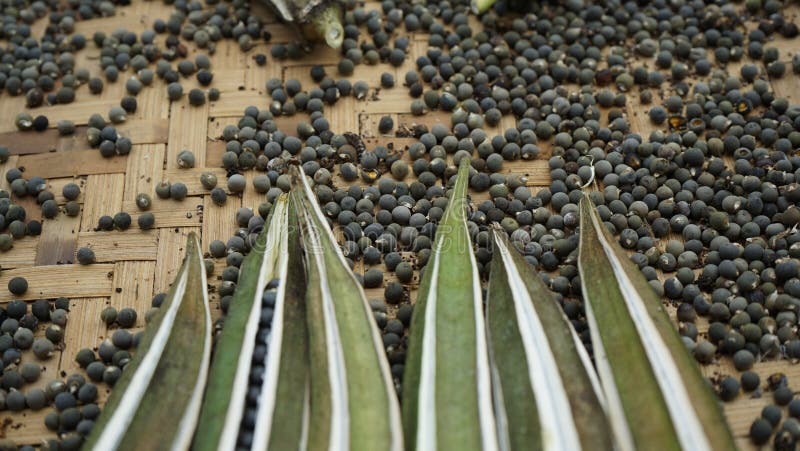 Okra vegetable fruit stock image. Image of branch, wood - 256460709