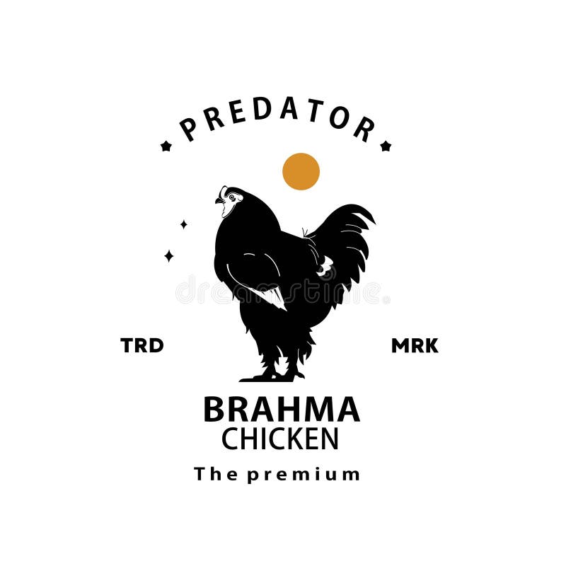 Vintage Retro Hipster Brahma Chicken Logo Vector Outline Stock Vector ...