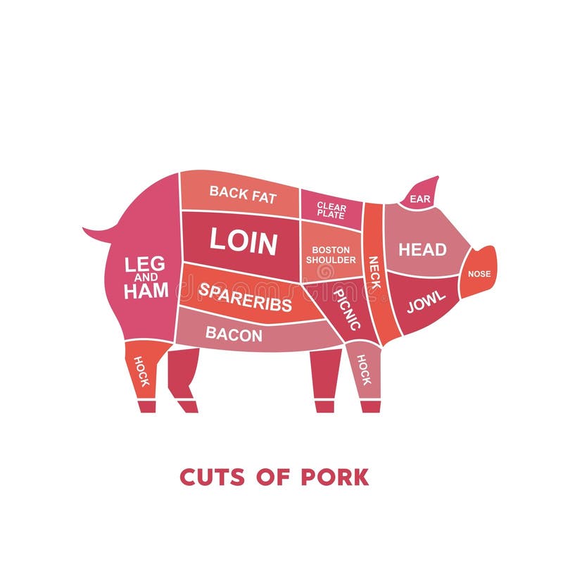Vector Illustration Guide Meat Cuts Set. Pork Butcher Poster Stock ...