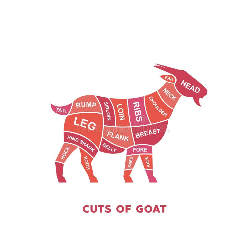 Vector Illustration Guide Meat Cuts Set. Goat Butcher Poster Stock ...