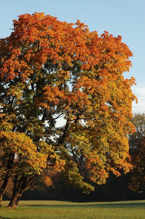 192 Tilted Branches Photos - Free & Royalty-Free Stock Photos from ...