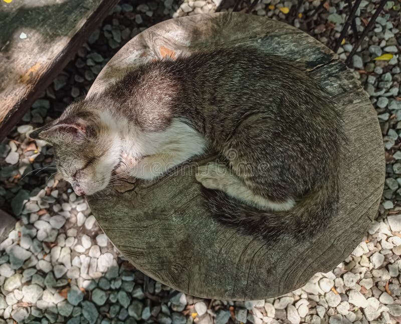 Oktoberfest, a Photo of a Cat from Above Sleeping in October Stock ...