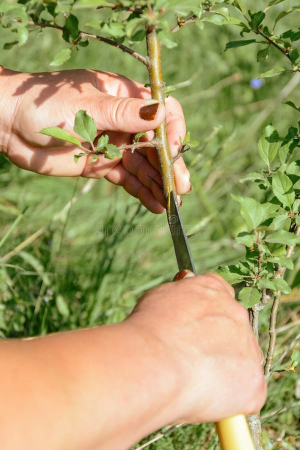 Okuling and Inoculation of Fruit Tree in the Garden Stock Photo - Image ...