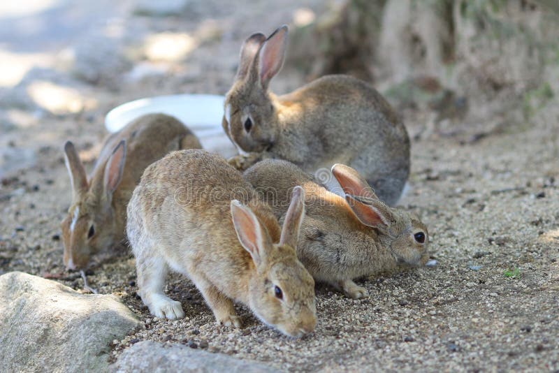 Japan on a map stock image. Image of macro, explore - 104671681